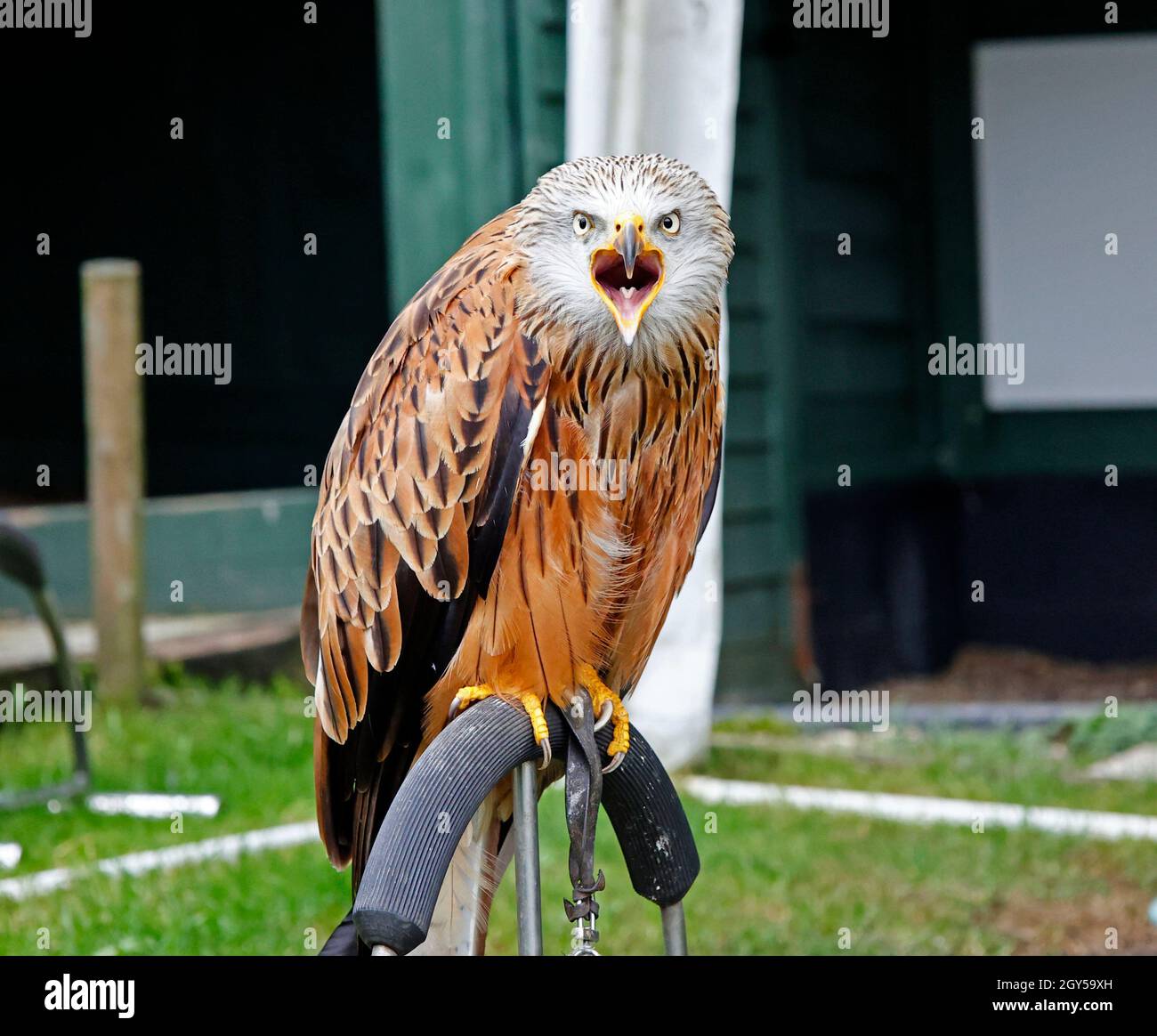 Red kite pictures hi-res stock photography and images - Alamy
