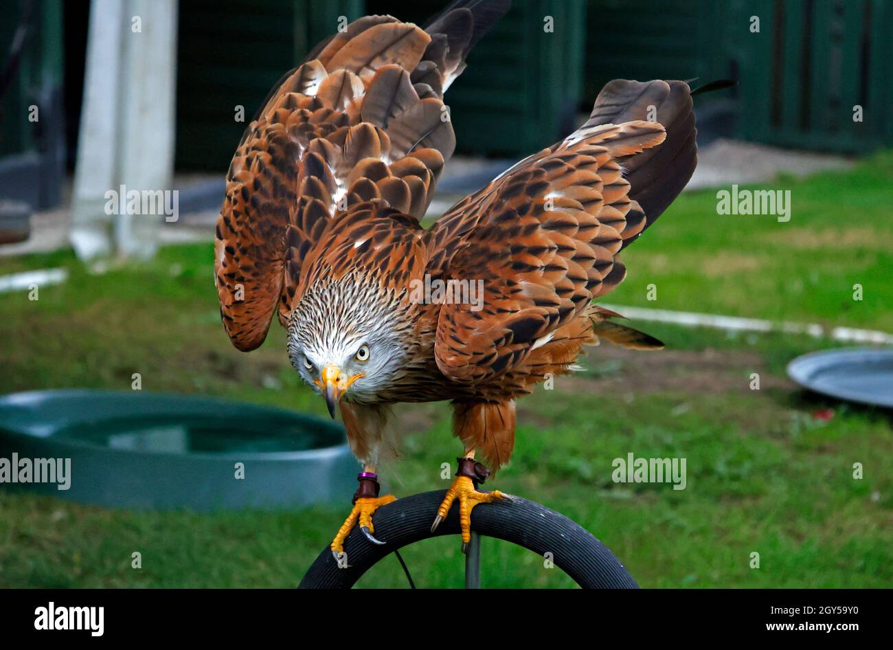 Red kite at a bird of prey centre Stock Photo - Alamy
