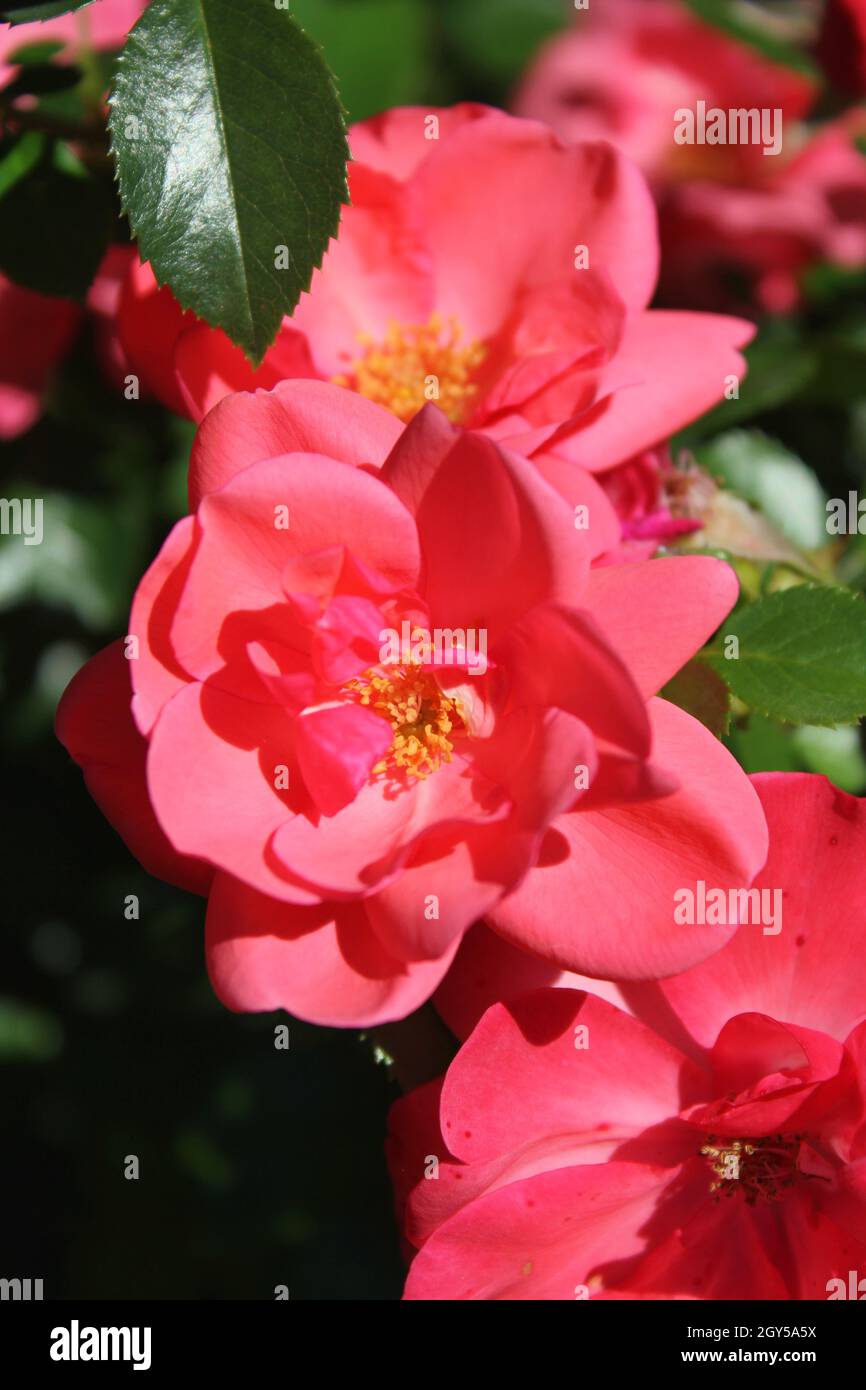 Beautiful pink rose growing in the sunny flower garden Stock Photo - Alamy