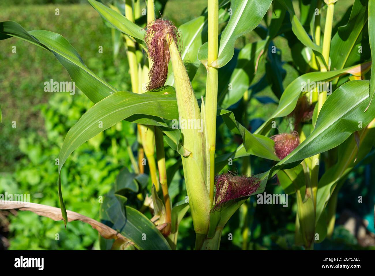 Sweetcorn minipop hi-res stock photography and images - Alamy