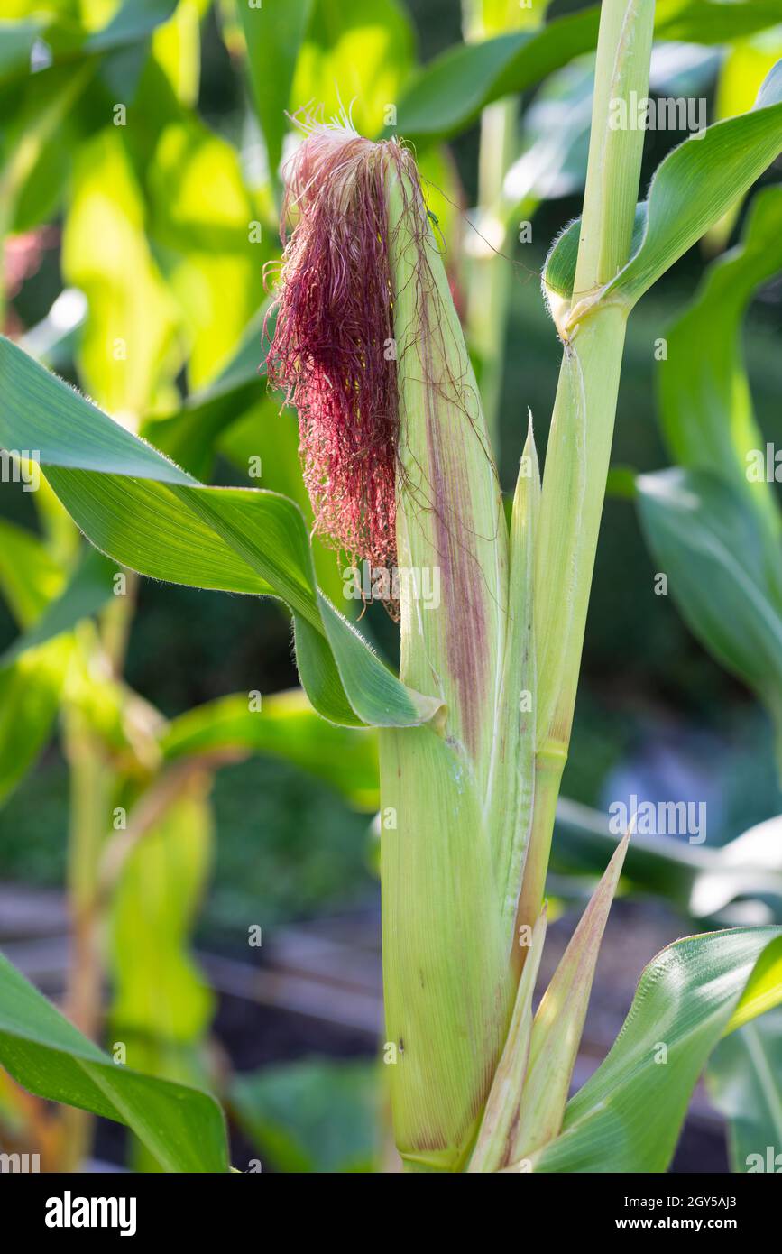 Sweetcorn minipop hi-res stock photography and images - Alamy