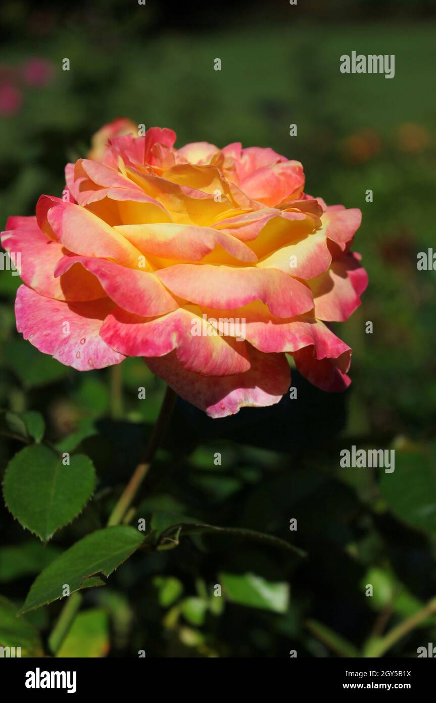 Beautiful colorful yellow and pink rose growing in the sunny flower ...