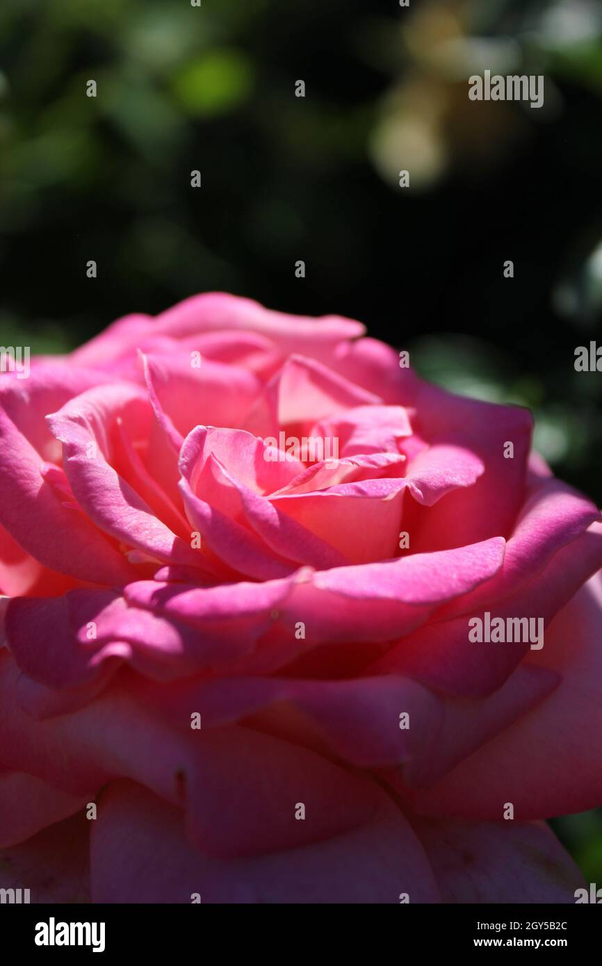 Beautiful pink rose growing in the sunny flower garden Stock Photo - Alamy
