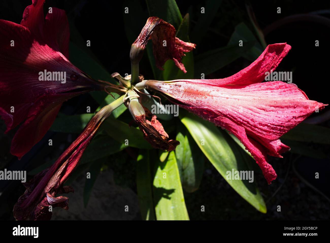 Decaying petals hi-res stock photography and images - Alamy