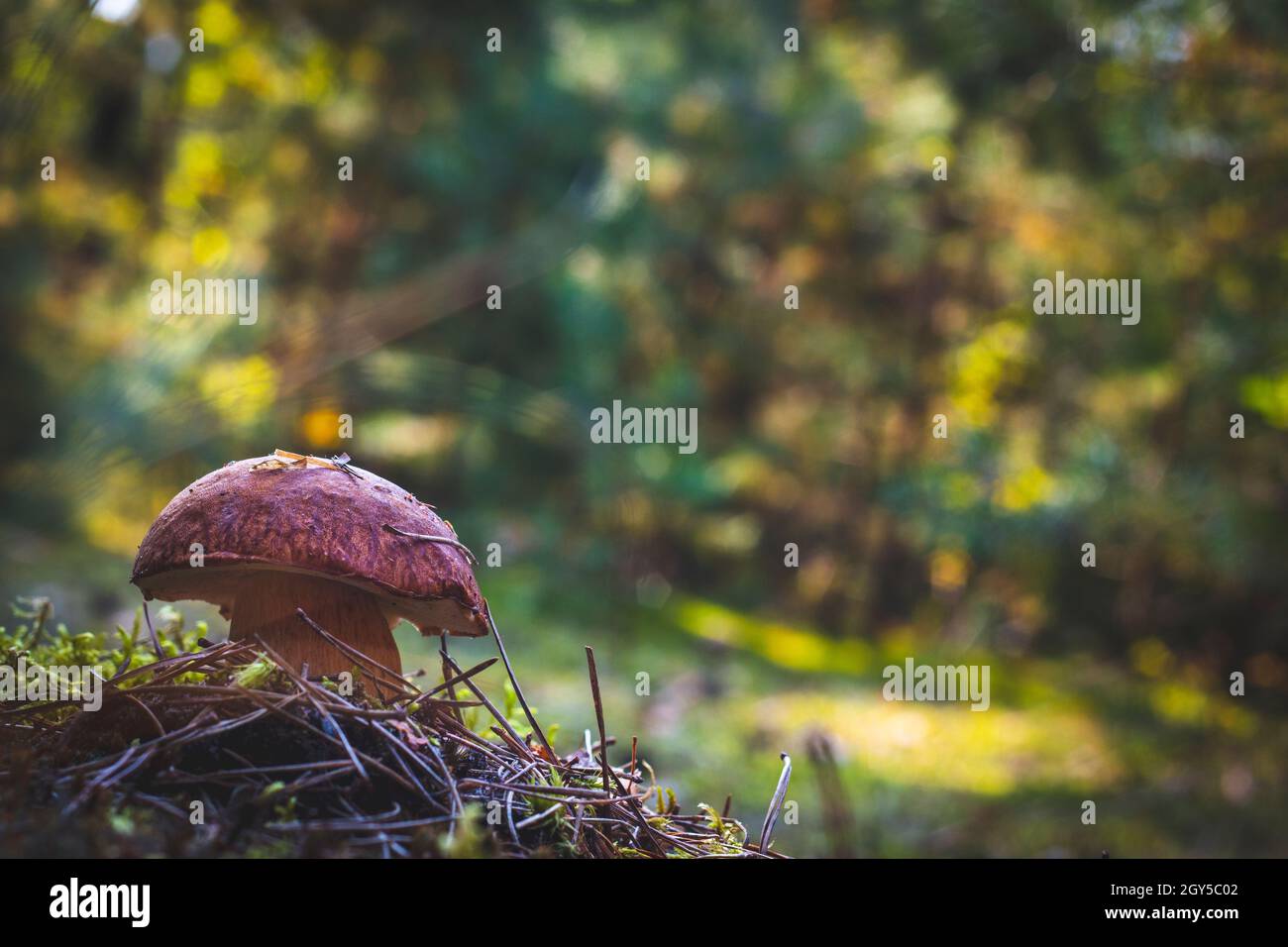 Cep mushroom grow in autumn forest. Royal cep mushrooms food. Boletus ...