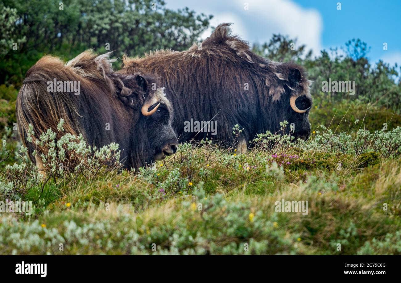 Sheep ox hi-res stock photography and images - Alamy