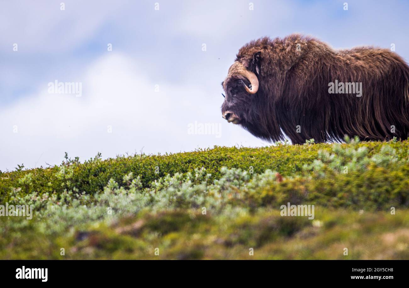 Sheep ox hi-res stock photography and images - Alamy