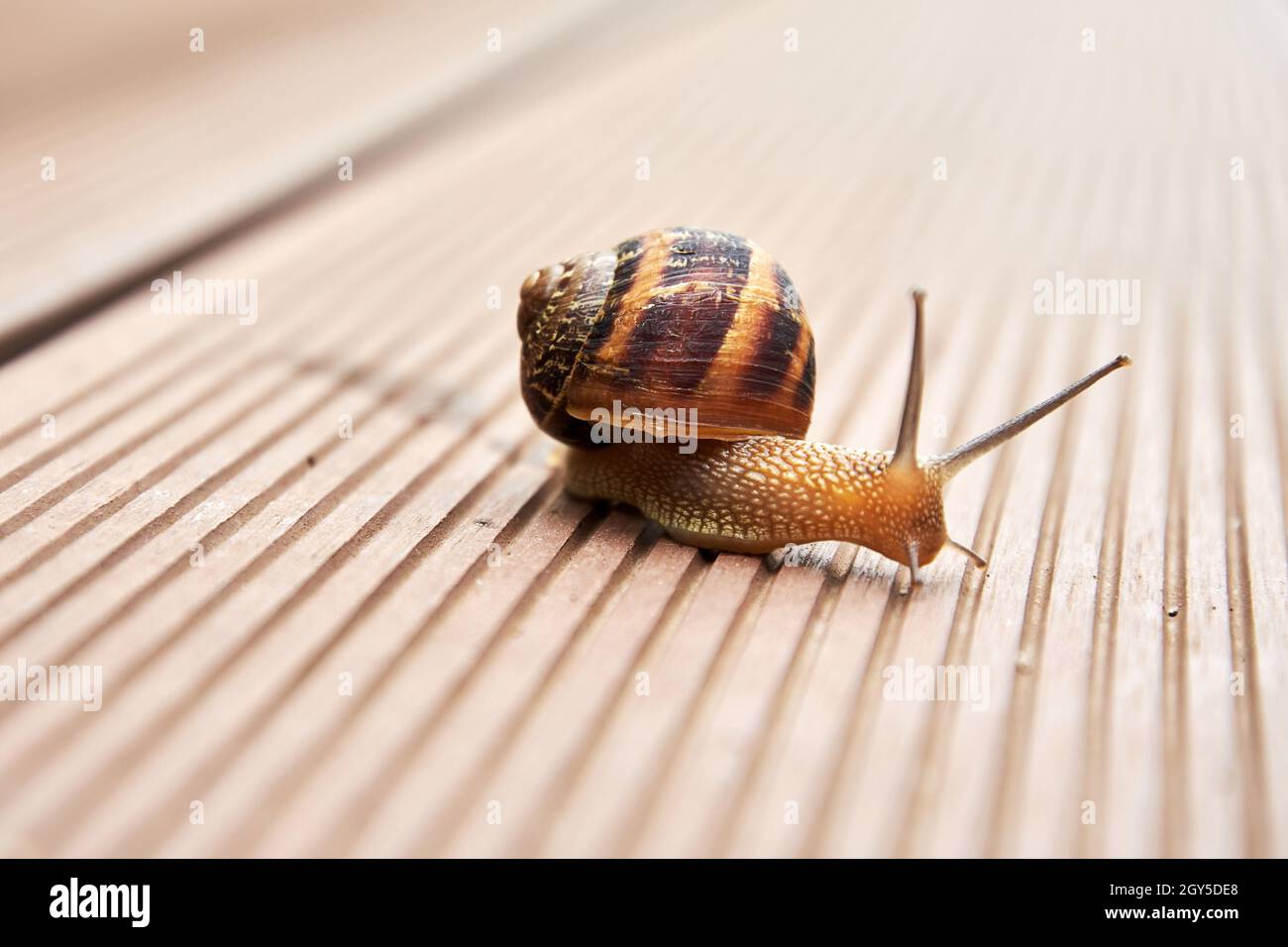 A slow snail crawls through the road. Animals in the wild backgrounds ...
