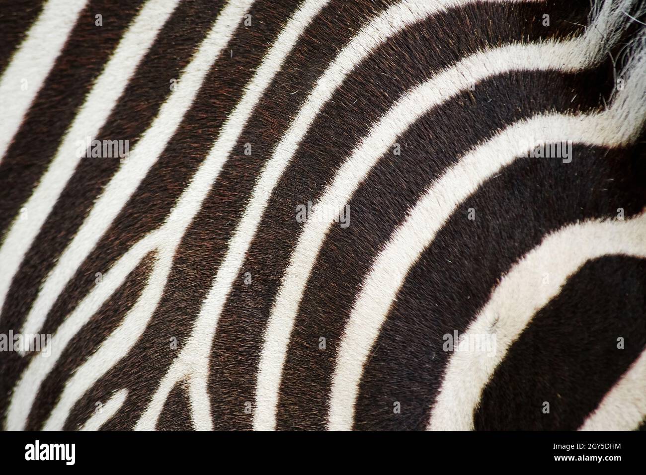 Black and white zebra fur close-up texture. Animals backgrounds and ...