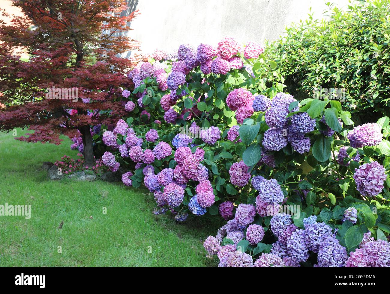large blooming hydrangea flowers in a garden of an apartment building ...