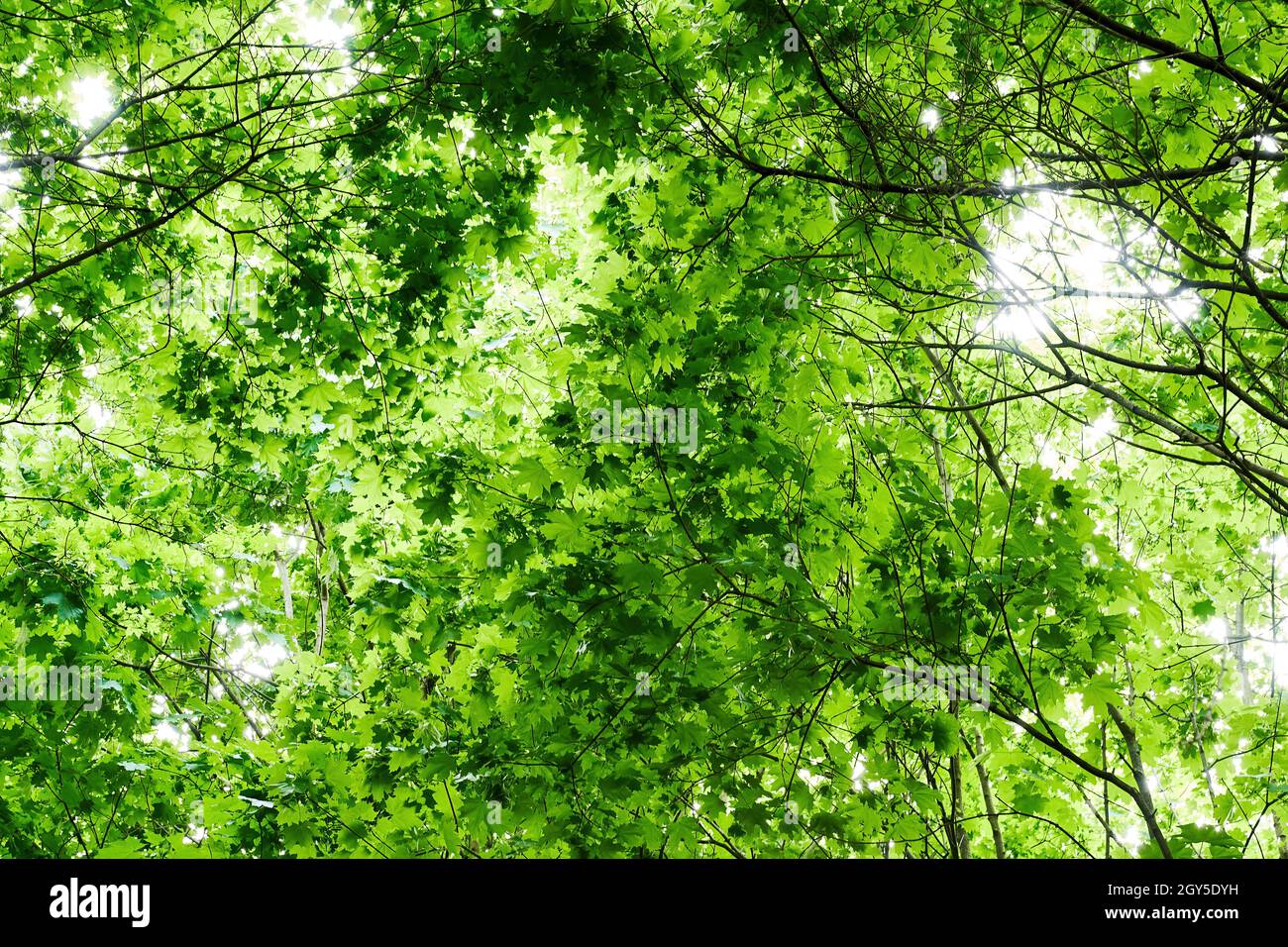 Bottom view of lush green tree crowns with translucent sunbeams. Bright ...