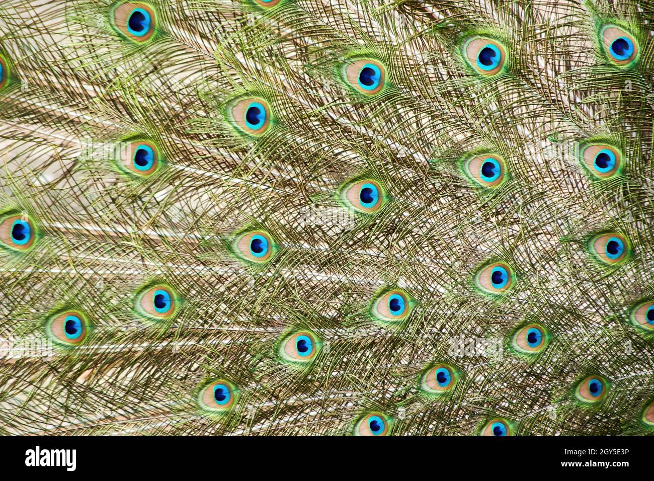 Bright colorful peacock tail texture. Animals backgrounds and patterns ...