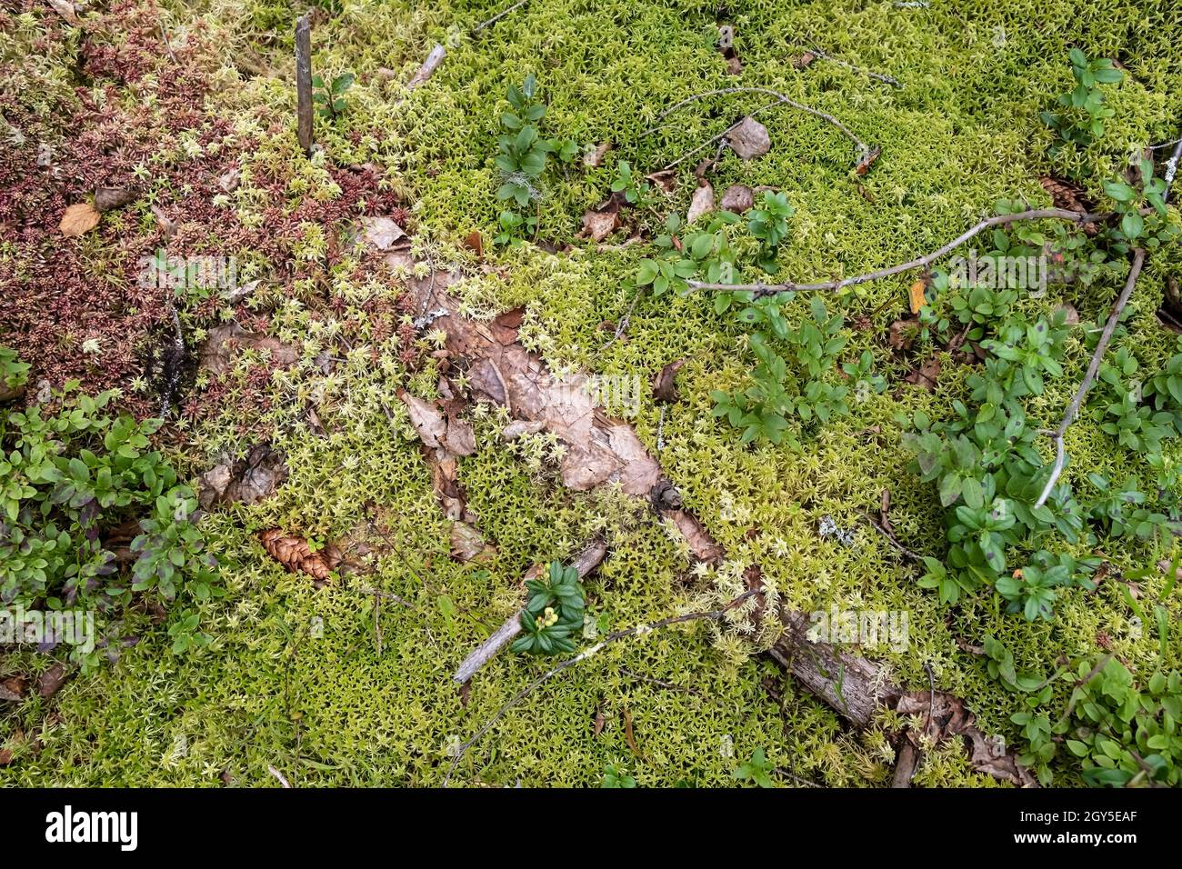 Moss and plants that grow around a fallen, rotten tree. Top view Stock ...