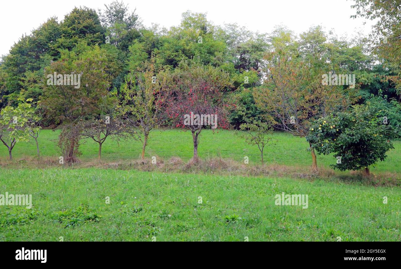 orchard with many trees of apples pears figs in autumn Stock Photo - Alamy