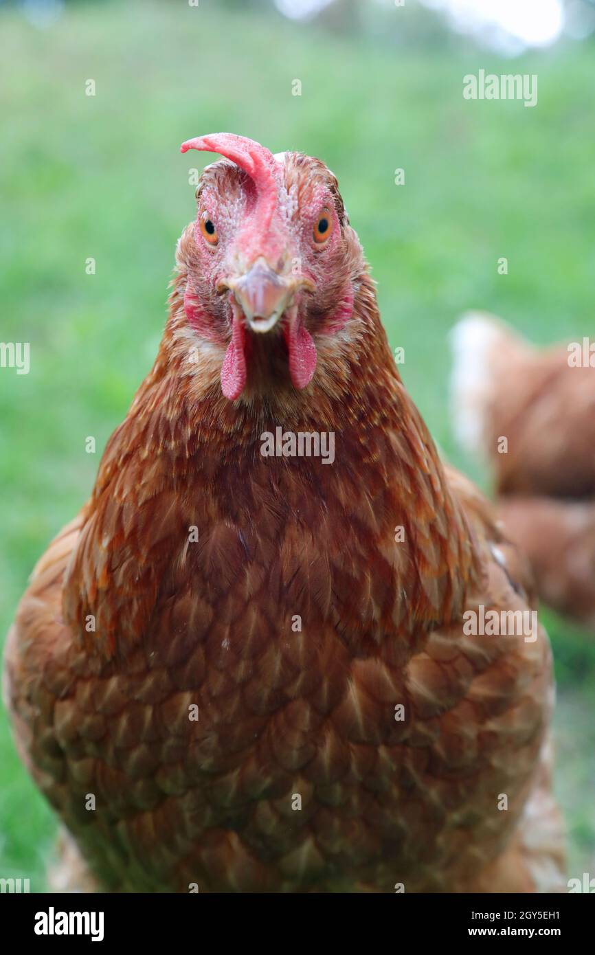 Chicken without head hi-res stock photography and images - Alamy