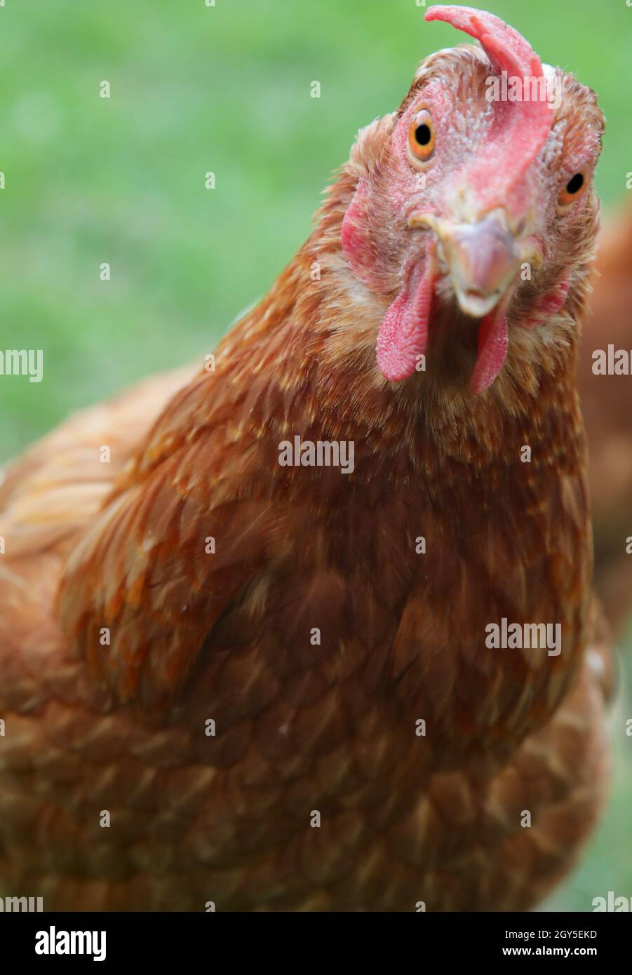 Chicken without head hi-res stock photography and images - Alamy