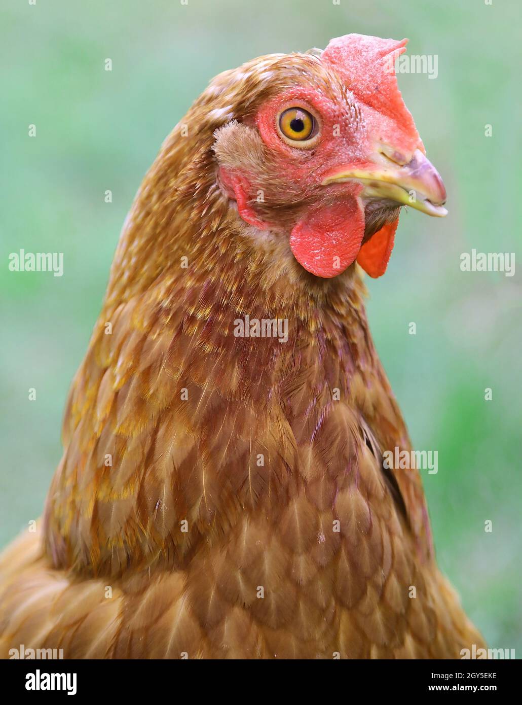 Chicken without head hi-res stock photography and images - Alamy