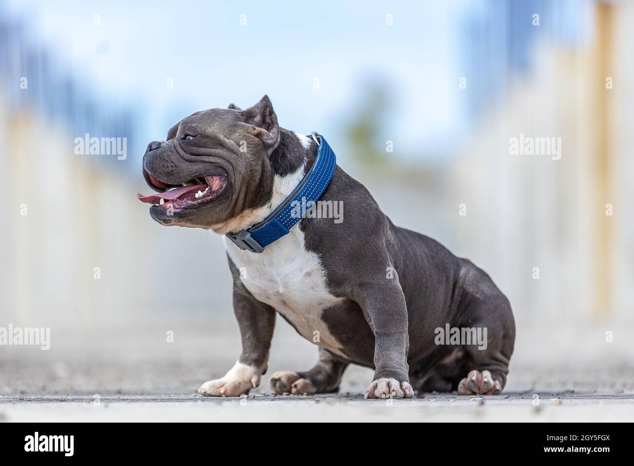 American Bully How Many Shots Do T Hey Need