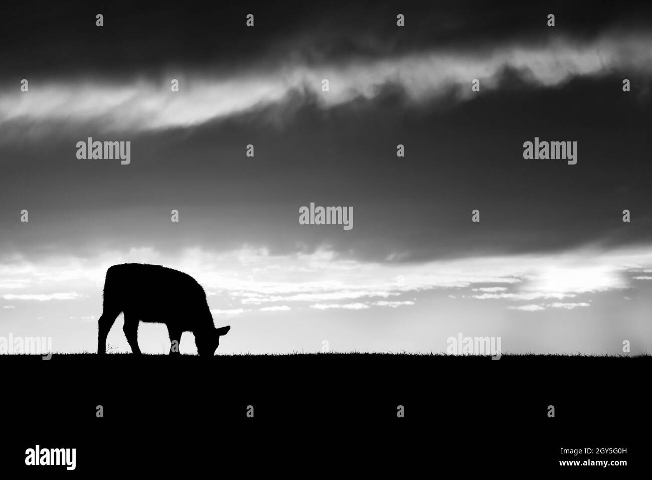Animals in farm landscape Black and White Stock Photos & Images - Alamy