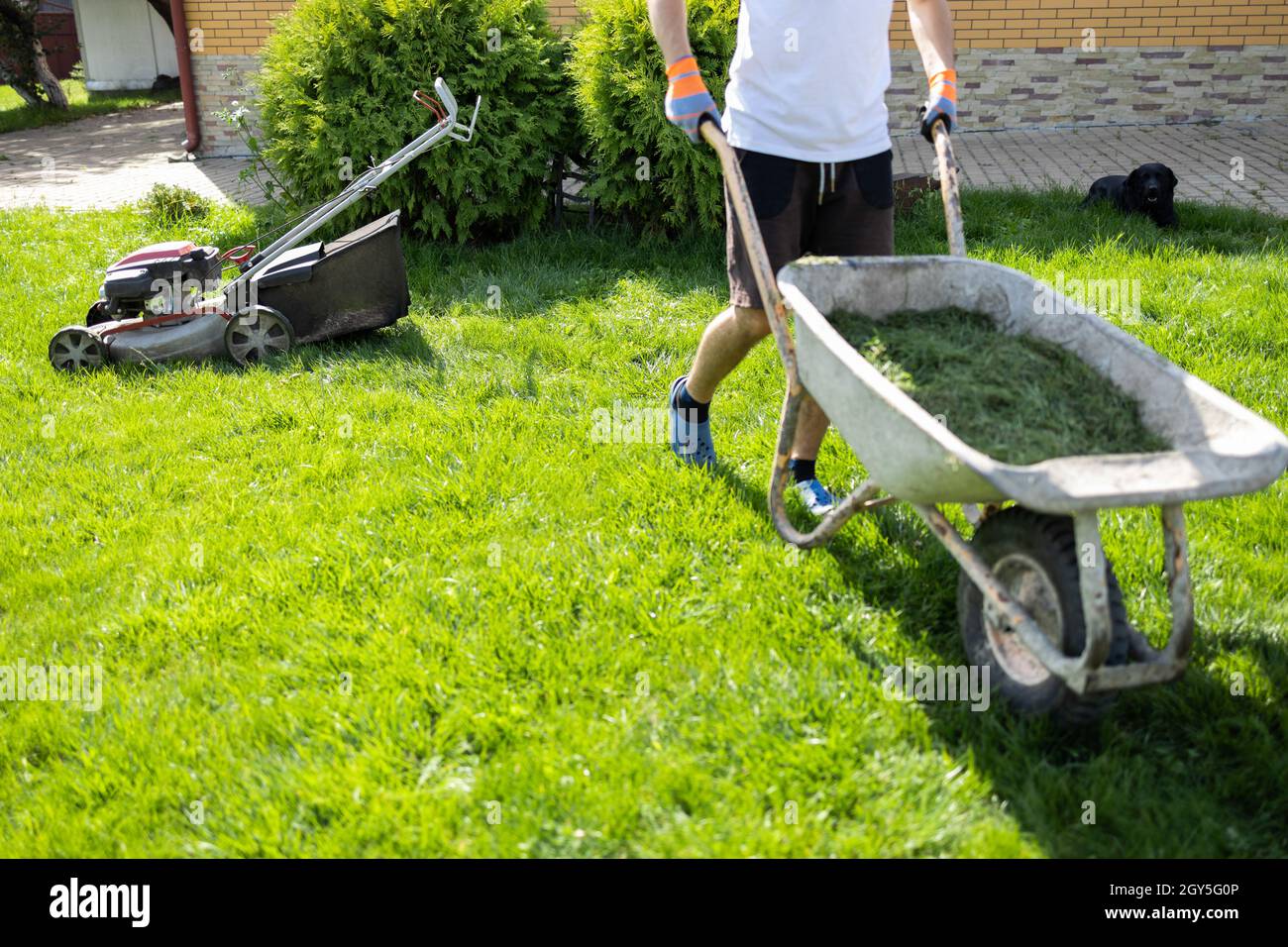 Man with a wheelbarrow of freshly cut grass. Person mows the lawn in ...