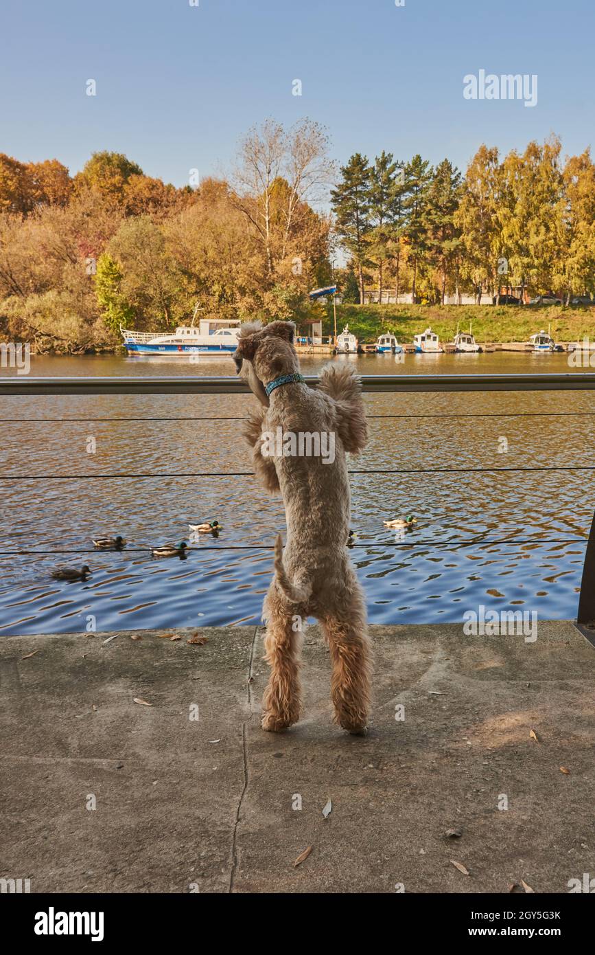 Irish soft coated wheaten terrier.A fluffy dog leans on the parapet and ...