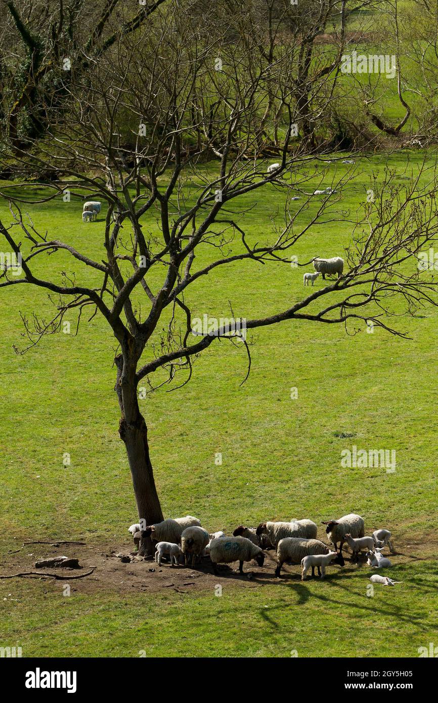Lambs playing in Spring Stock Photo - Alamy