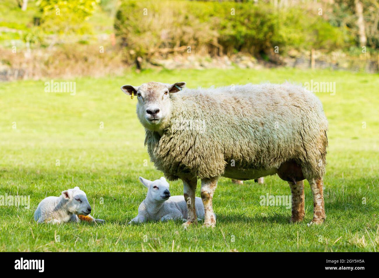 Lambs playing in Spring Stock Photo - Alamy