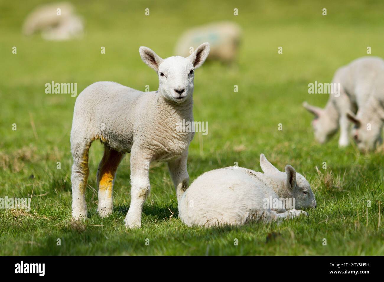 Lambs playing in Spring Stock Photo - Alamy