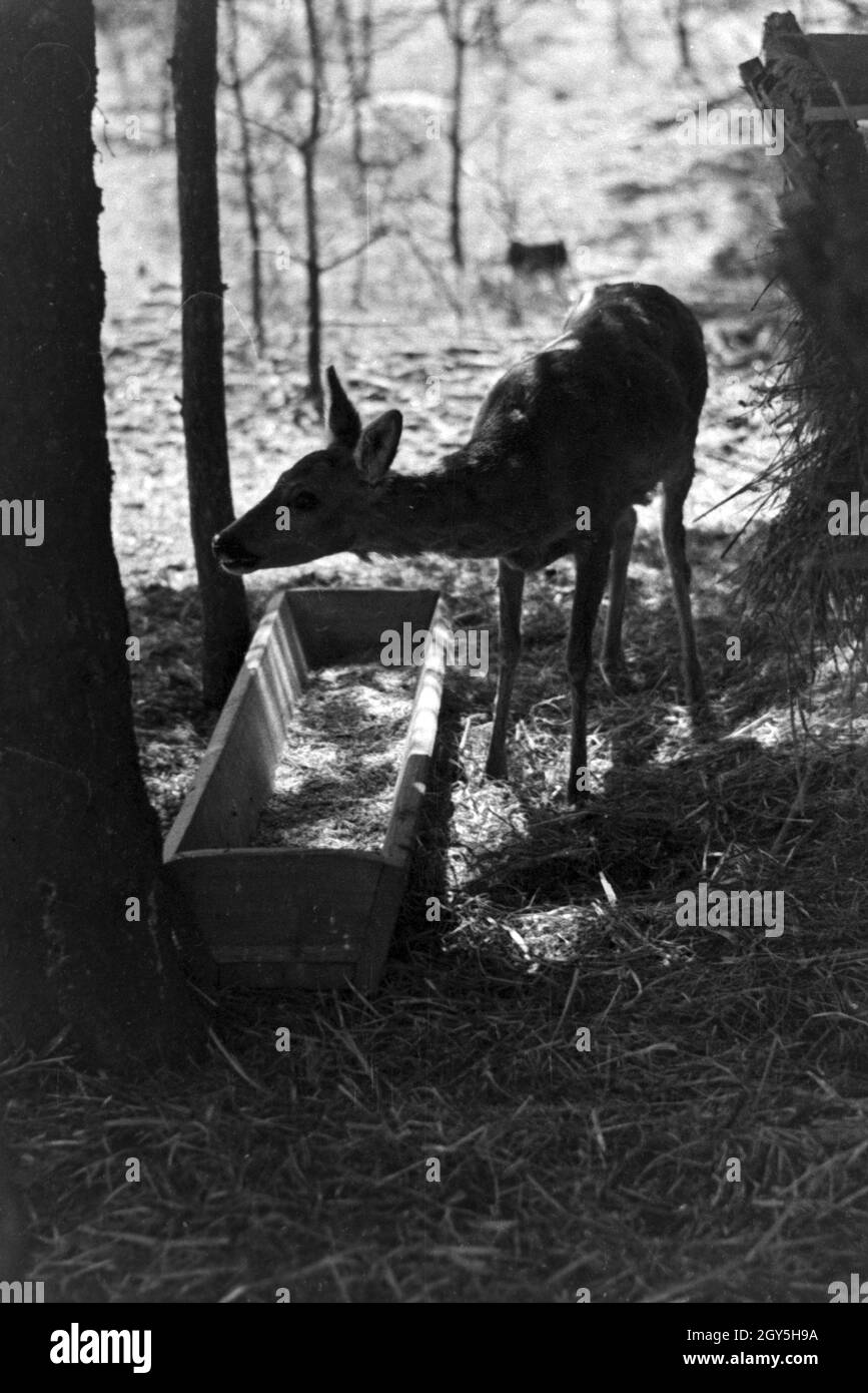 Reh an der Futterstelle im Wald, Deutschland 1930er Jahre. Deer at ...