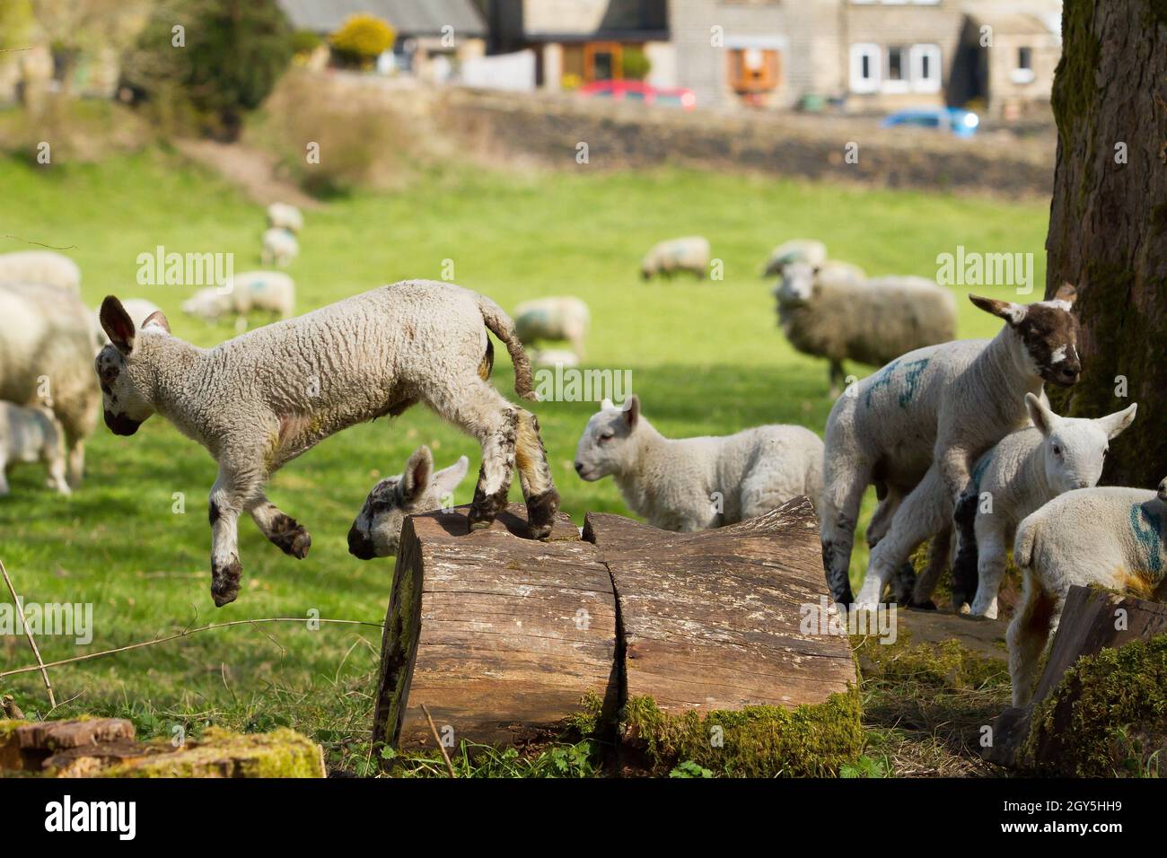 Lambs playing in Spring Stock Photo - Alamy