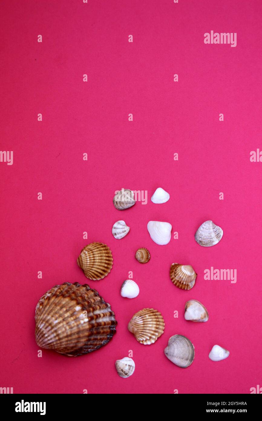 Top view of a snail shells on a pink background Stock Photo - Alamy