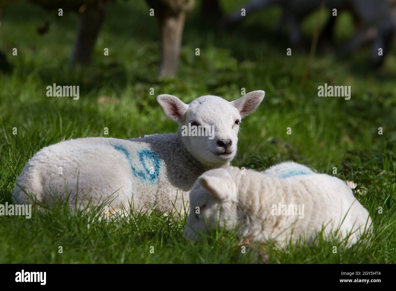 Lambs playing in Spring Stock Photo - Alamy