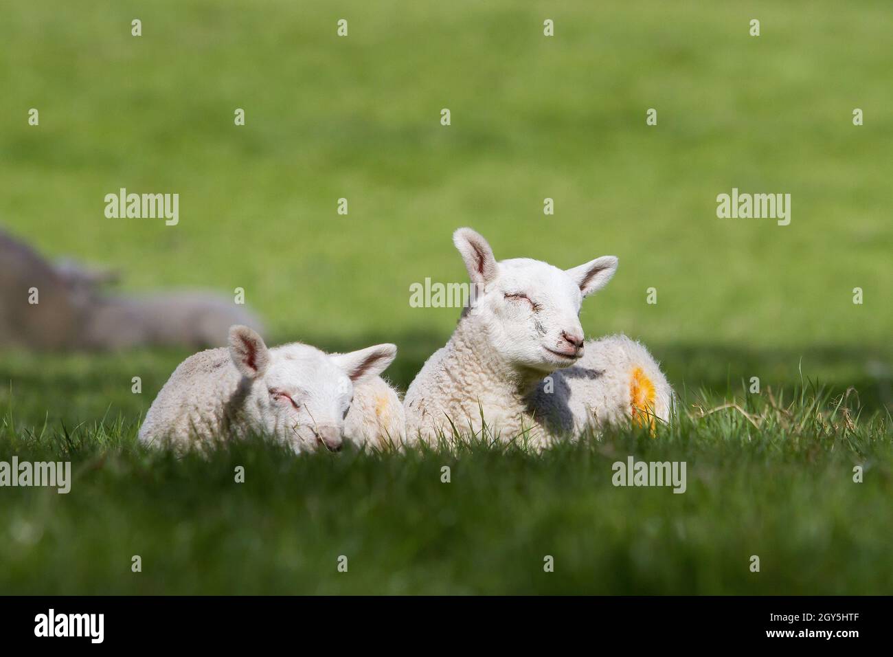 Lambs playing in Spring Stock Photo - Alamy