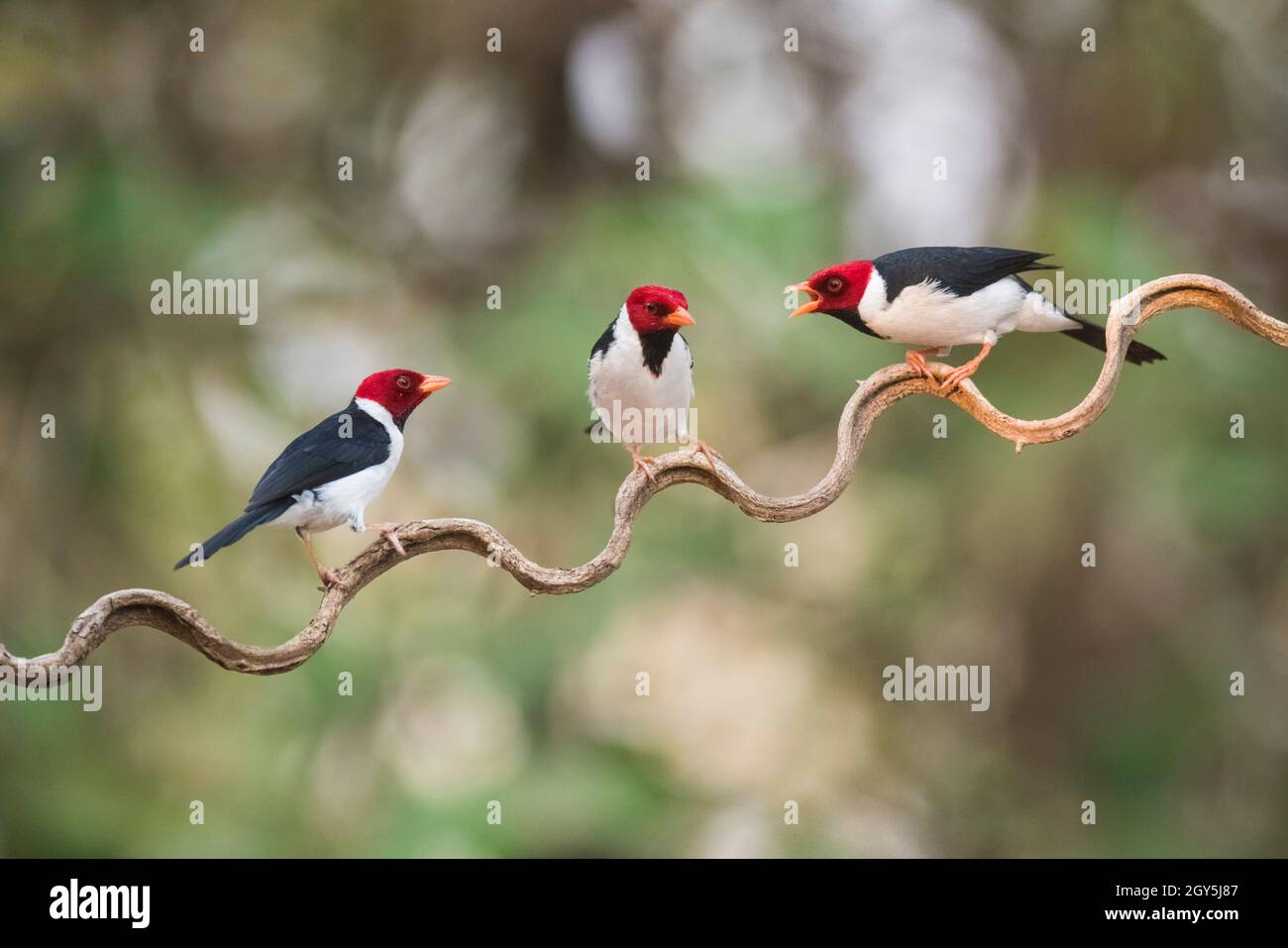 Yellow billed cardinal, Mato Grosso Forest, Pantanal , Brazil Stock ...