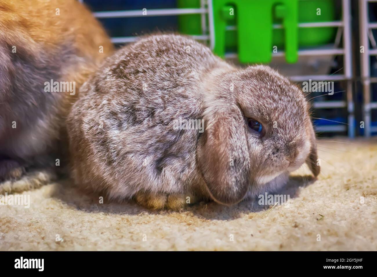 Rabbit brown. It's small mammals. Bunny is a colloquial name for a ...