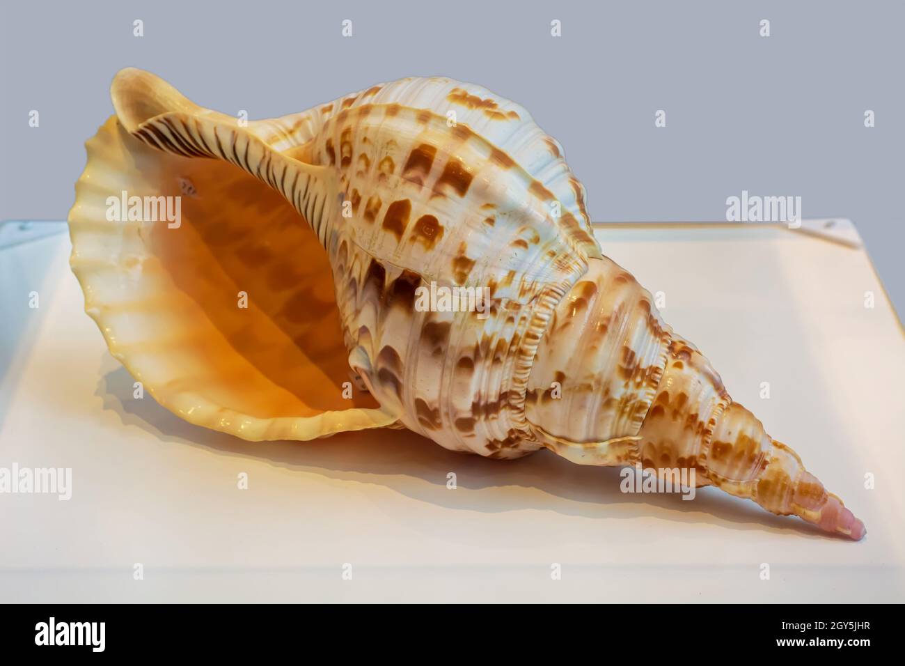 Triton trumpet shell hi-res stock photography and images - Alamy