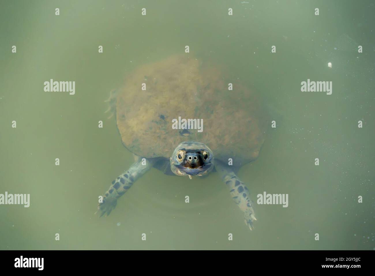 The brown freshwater turtle in the pond Stock Photo - Alamy
