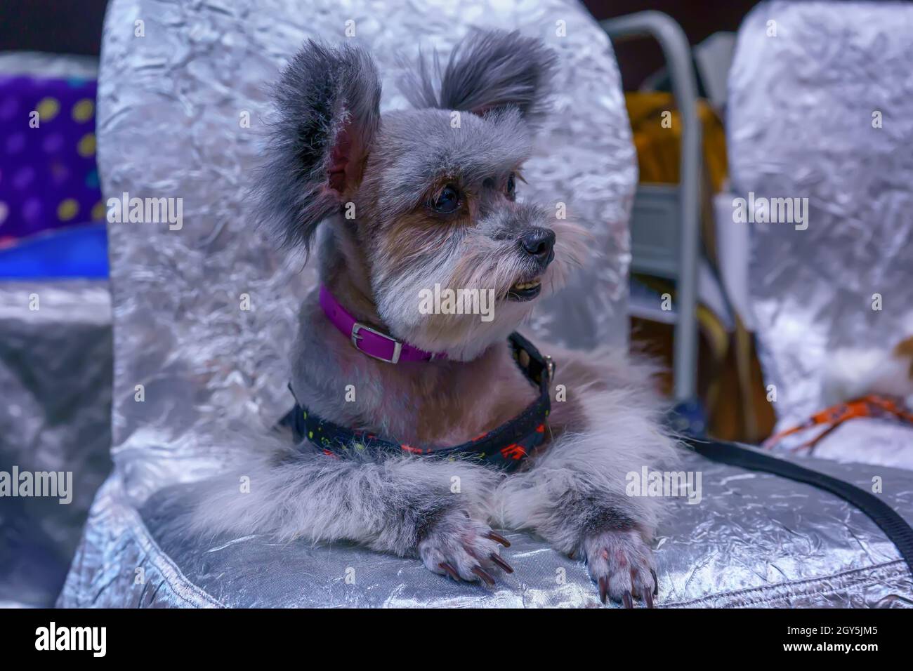 The dog sitting on a chair. It's cute Stock Photo - Alamy