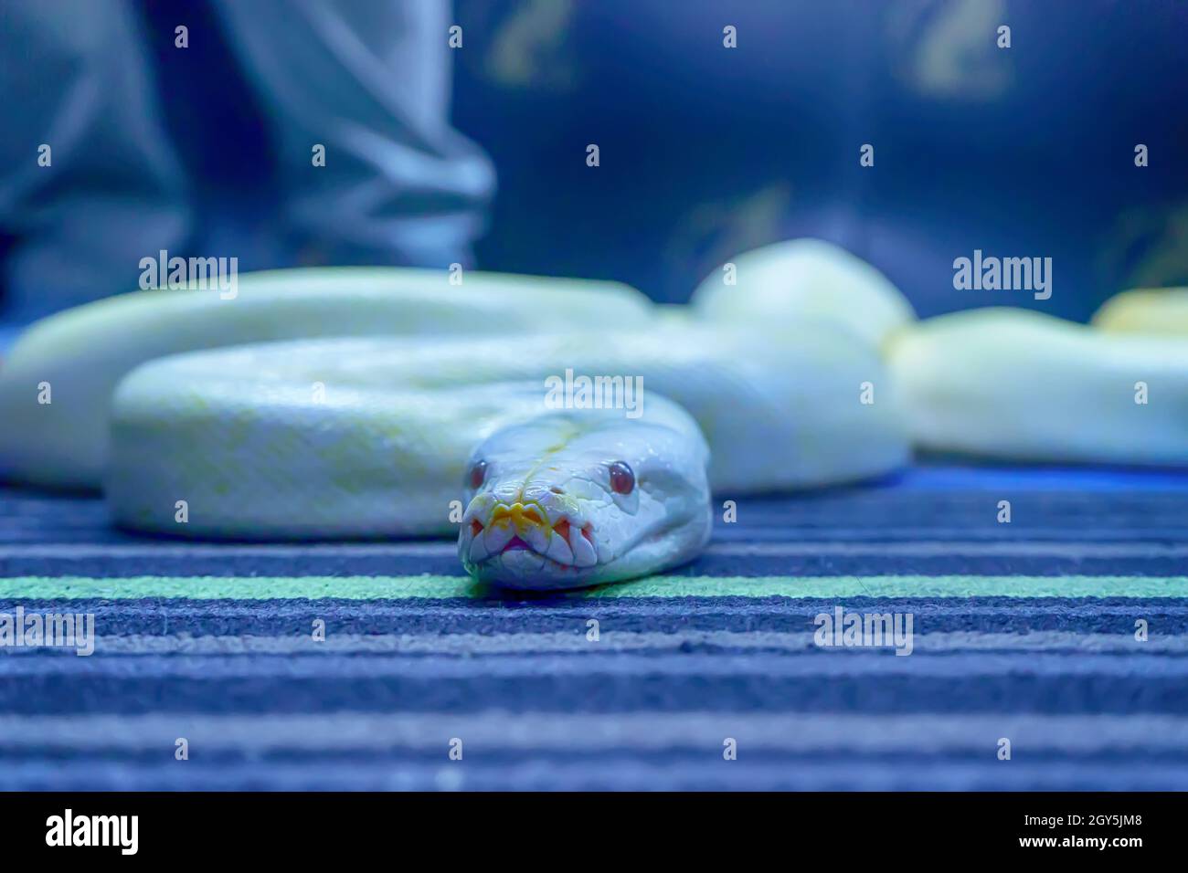 Albino burmese python is curled up. Its pet tame Stock Photo - Alamy