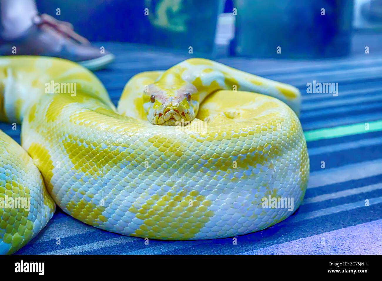Albino Green Burmese Python
