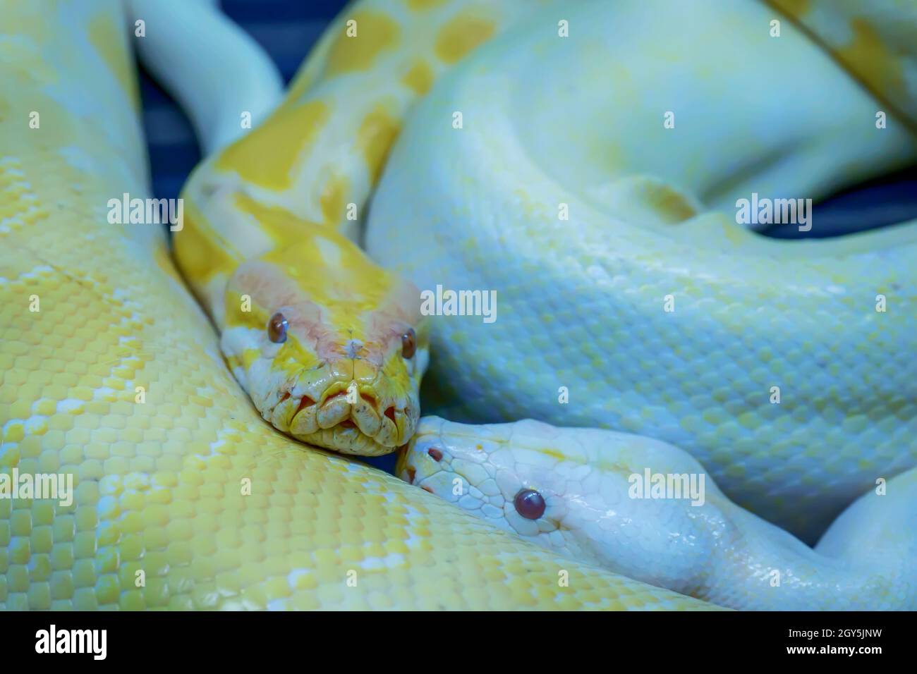 Albino burmese python is curled up. Its pet tame Stock Photo - Alamy