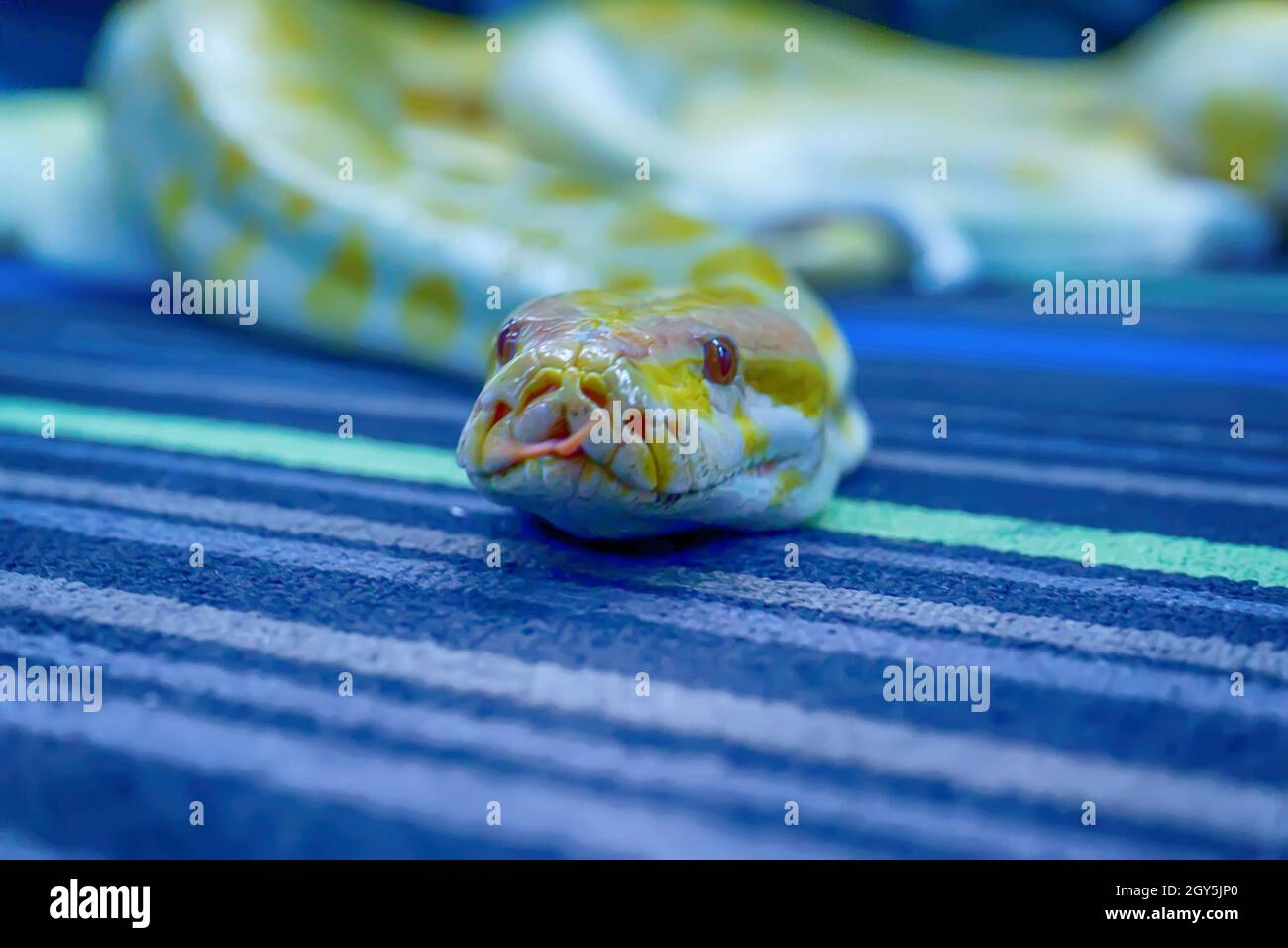 Albino burmese python is curled up. Its pet tame Stock Photo - Alamy
