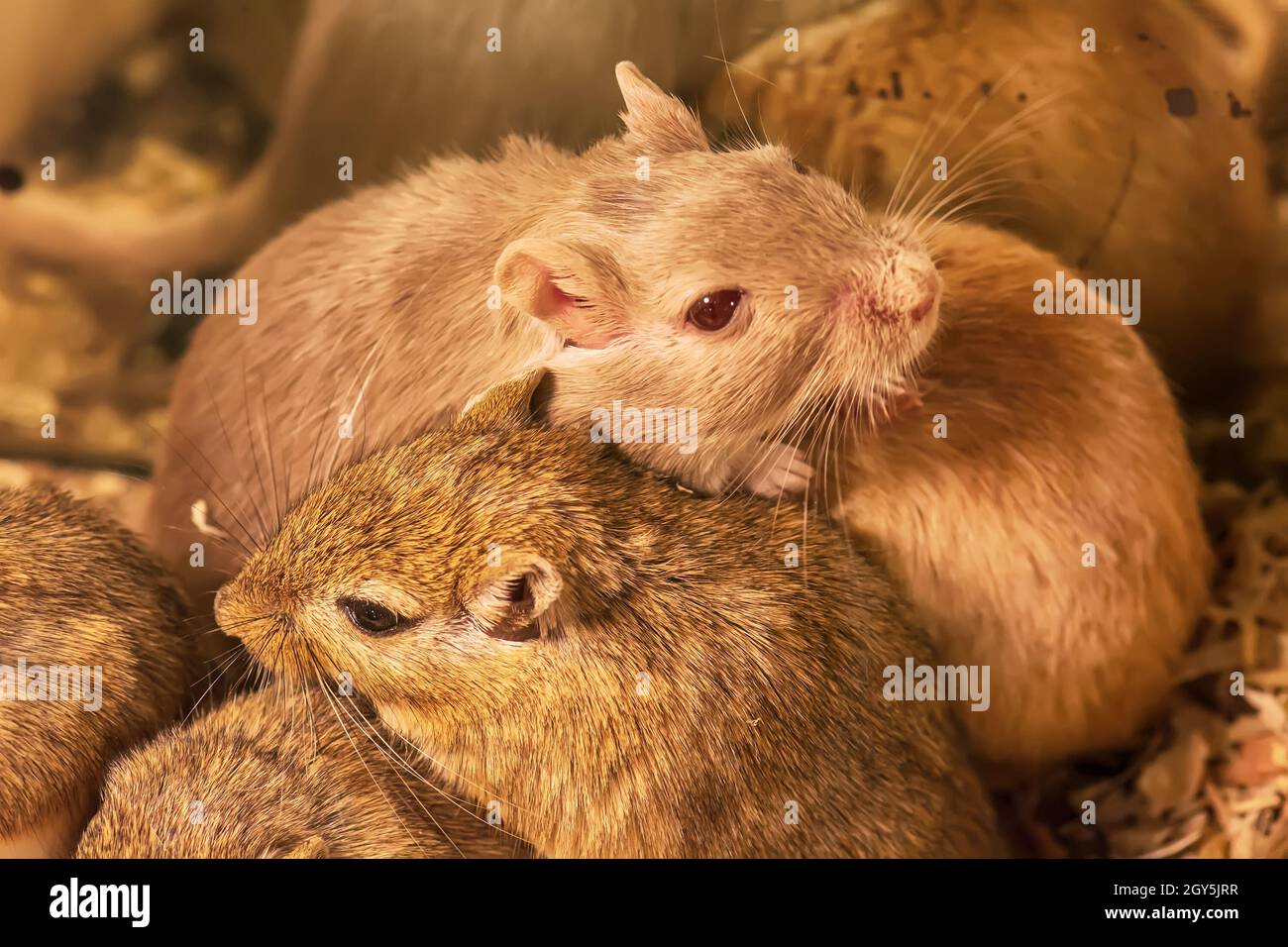 Desert rats hi-res stock photography and images - Alamy