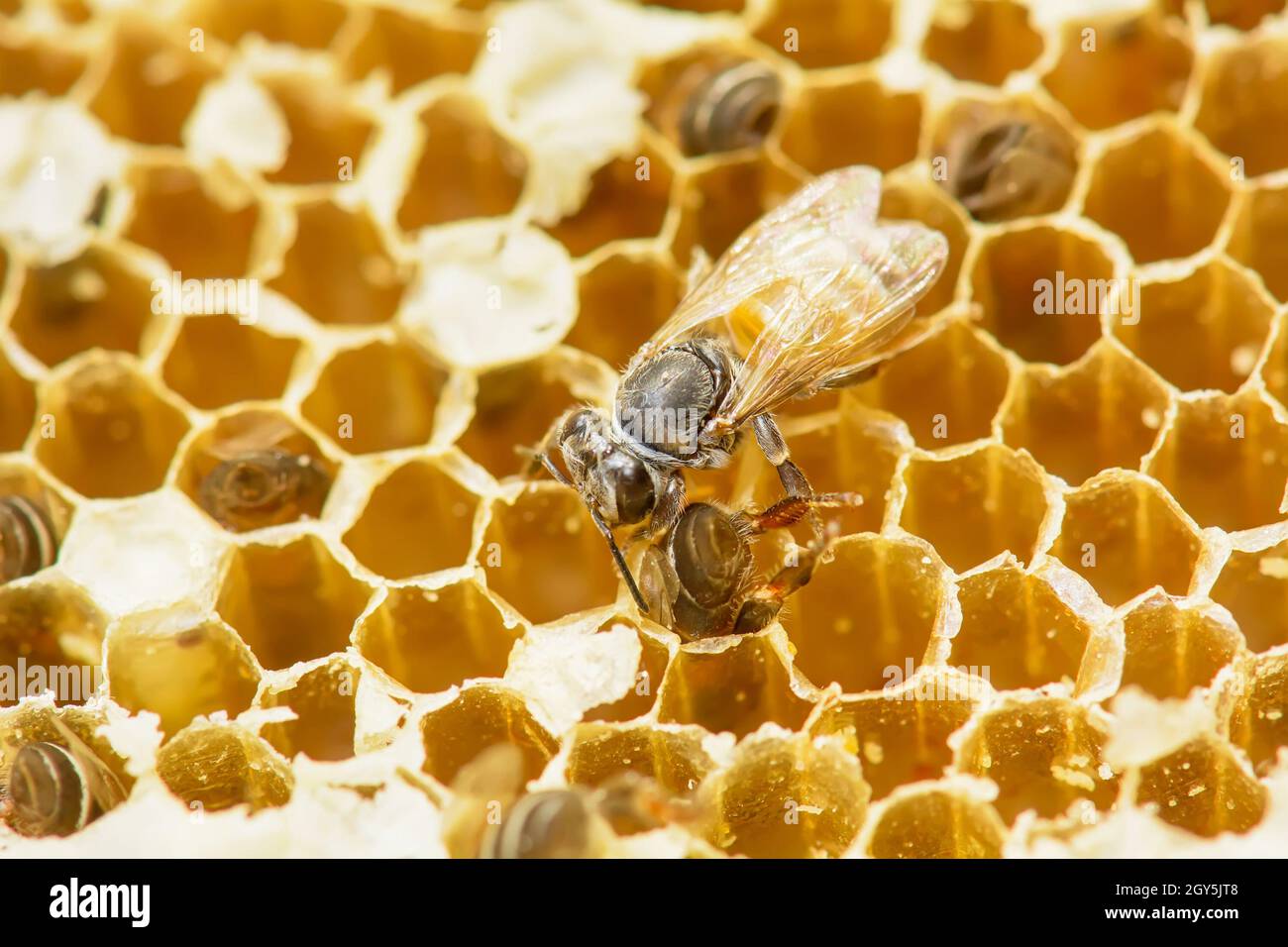 Nest of apis florea consists an embryo, adult and sweet water. Apis ...