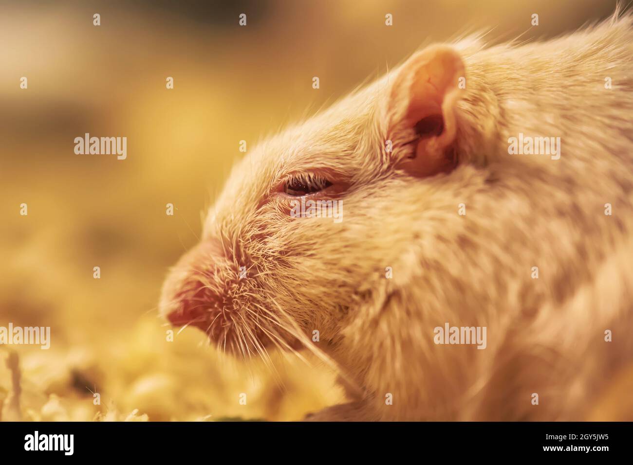Desert hamster hi-res stock photography and images - Alamy
