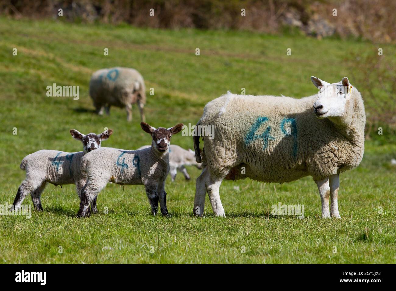 Lambs playing in Spring Stock Photo - Alamy
