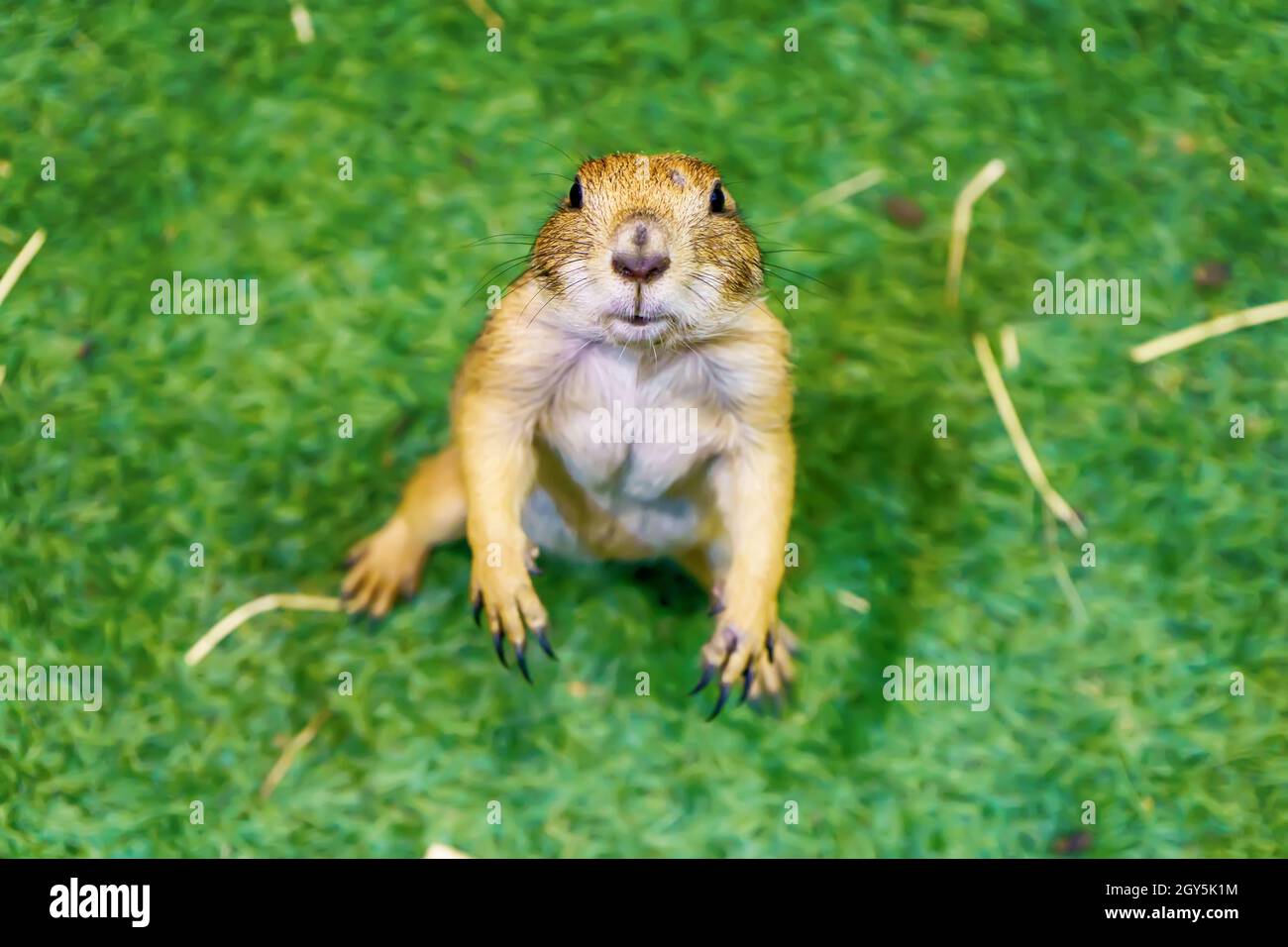 Are Prairie Dogs Related To Chipmunks