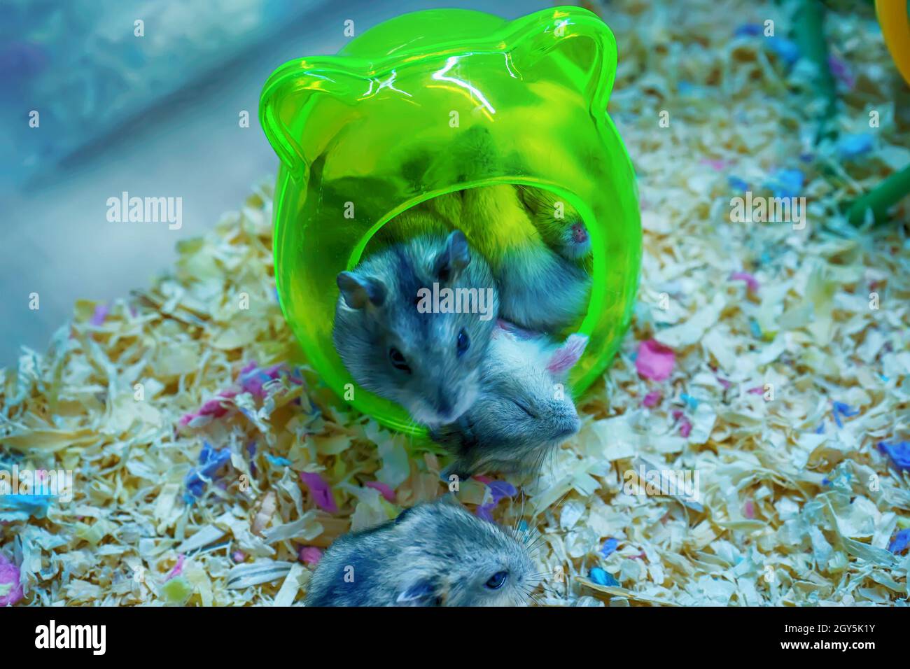 Fat-tailed gerbil is a rodent. It is sleeping Stock Photo - Alamy