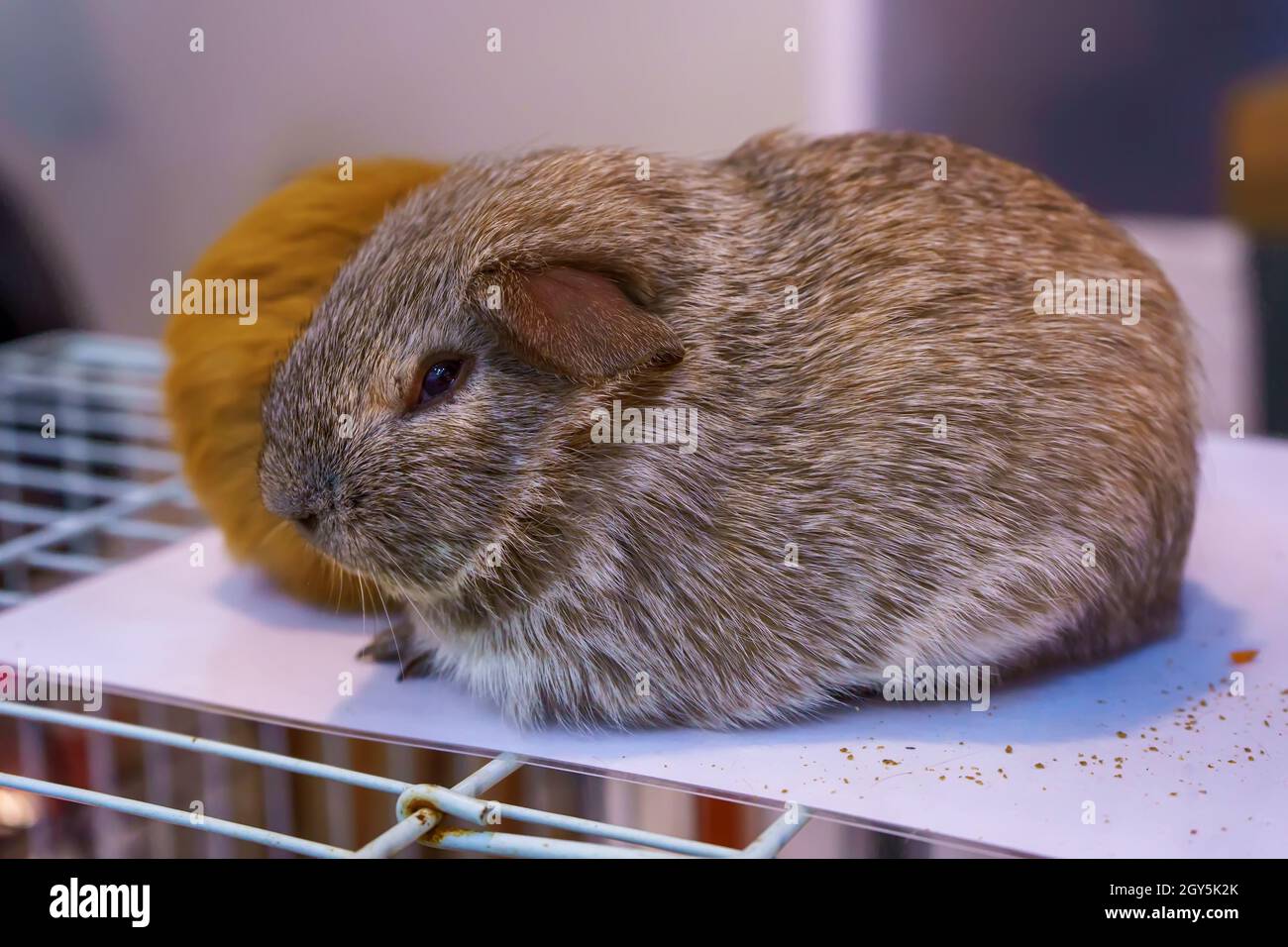 Guinea pig or domestic guinea pig, also known as cavy. It on the cage ...