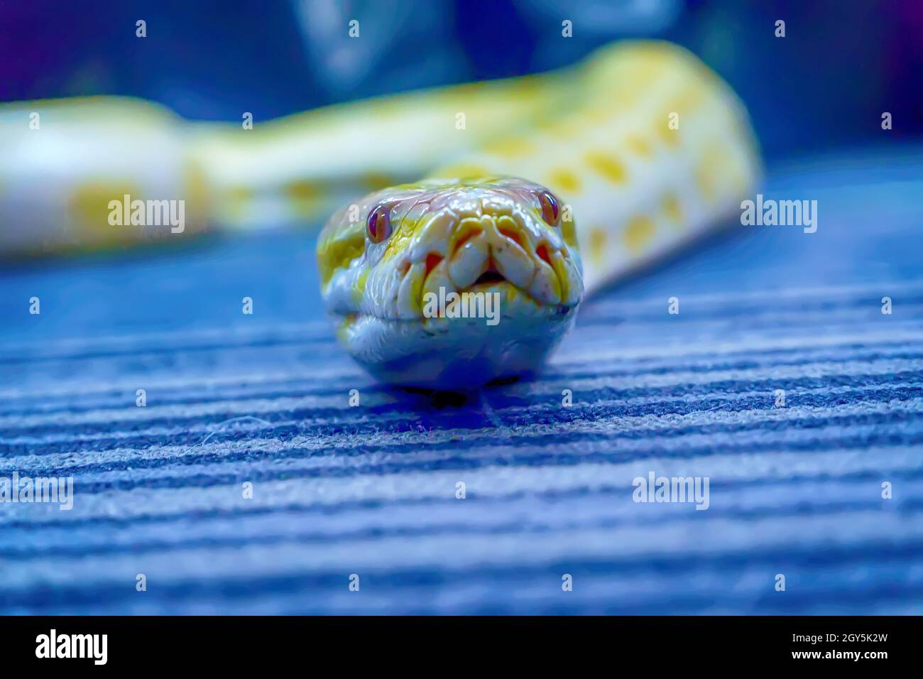 Albino burmese python is curled up. Its pet tame Stock Photo - Alamy